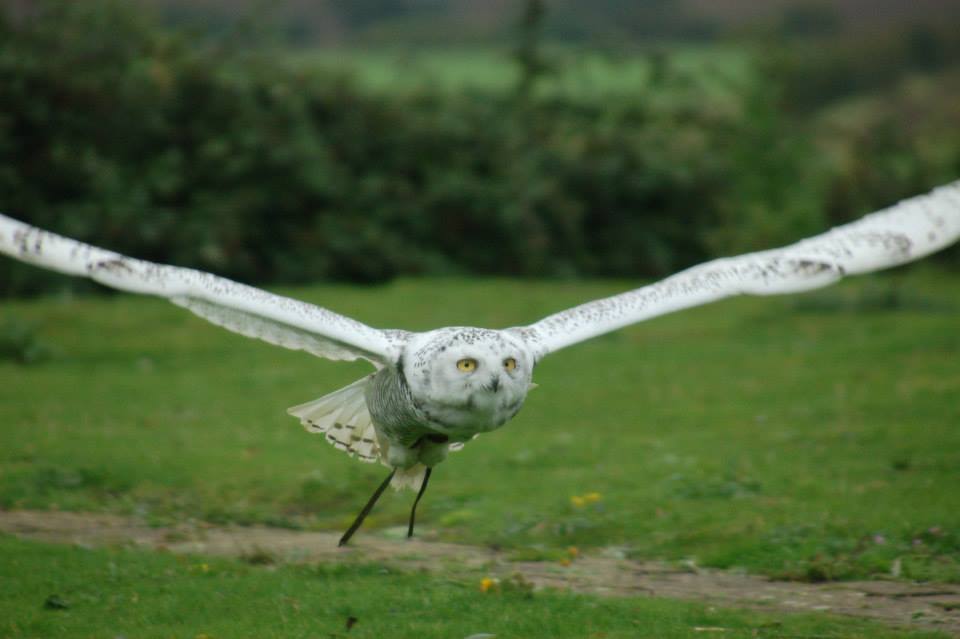 The Raptor Foundation - Disability Days