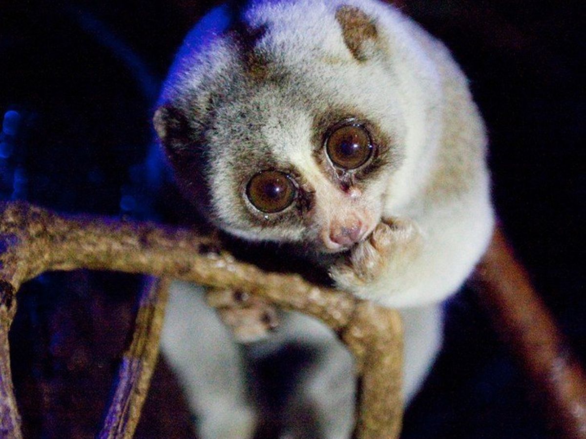 Shaldon Zoo - Disability Days