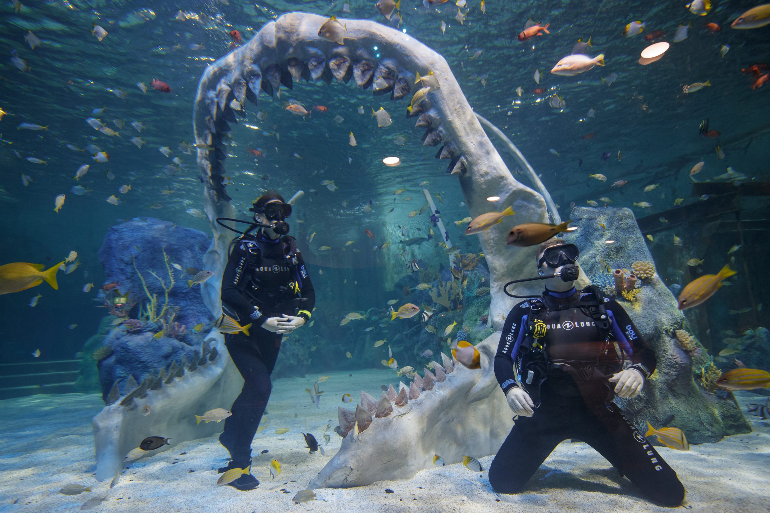 Accessible Shark Dive Experience - Disability Days